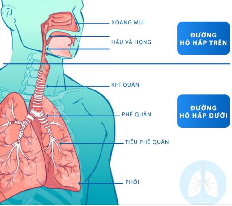 Suy Hô Hấp Là Gì? Suy Hô Hấp Lúc Ngủ Là Gì? - VZNEW
